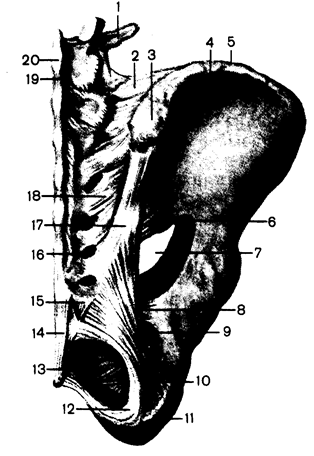 Реферат: Соединения костей верхней конечности - BestReferat.ru